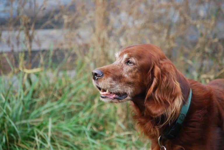Ierse Setter - Alles wat je moet weten over dit hondenras!