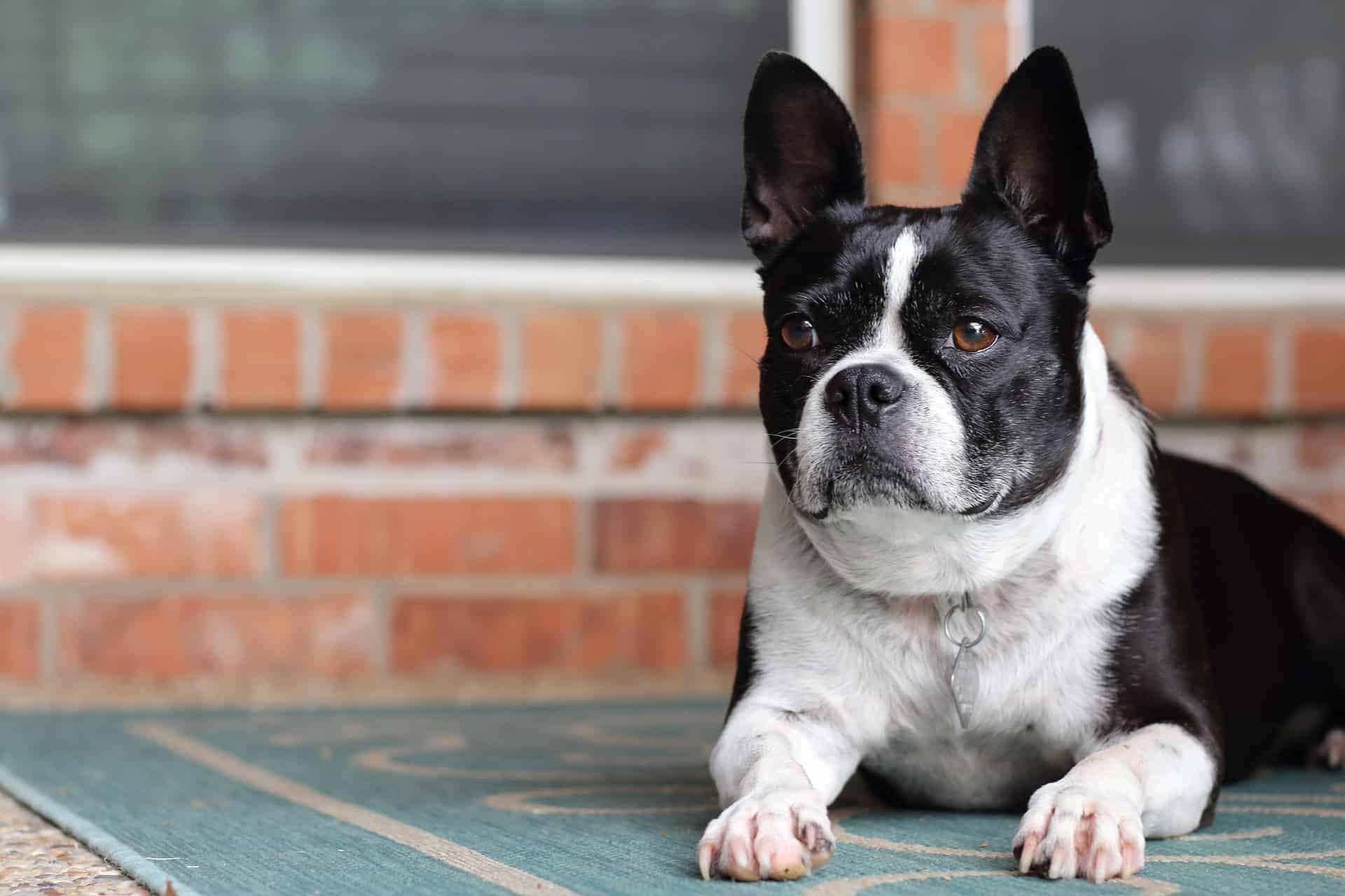 Oren van je hond schoonmaken? | Hoe pak je dit aan? | HondenPassie