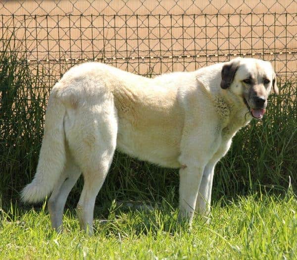 Anatolische Herder - Alles wat je moet weten over dit hondenras!
