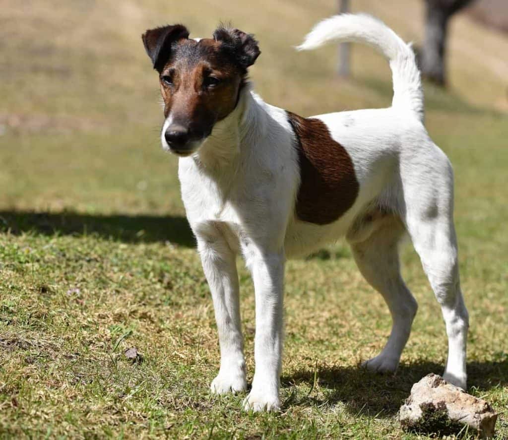 Boerenfox hondenras | Kom alles te weten over deze hond | Hondenpassie