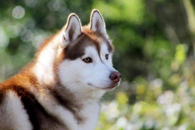 Siberische Husky - Alles wat je moet weten over dit hondenras!
