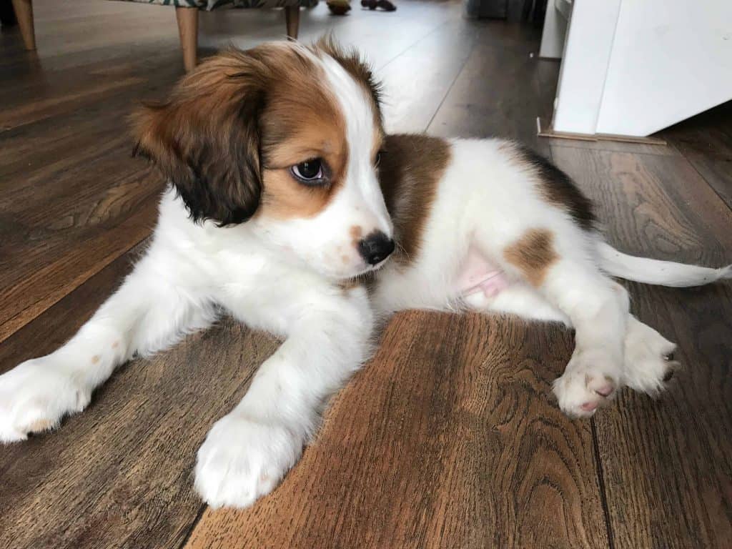 Kooikerhondje - Alles wat je moet weten over dit hondenras!