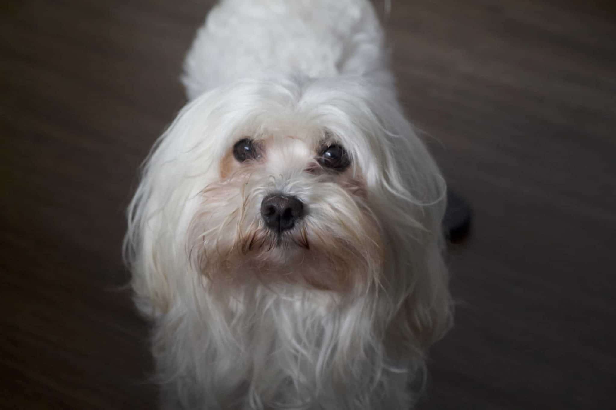 Maltezer - Alles wat je moet weten over dit hondenras!