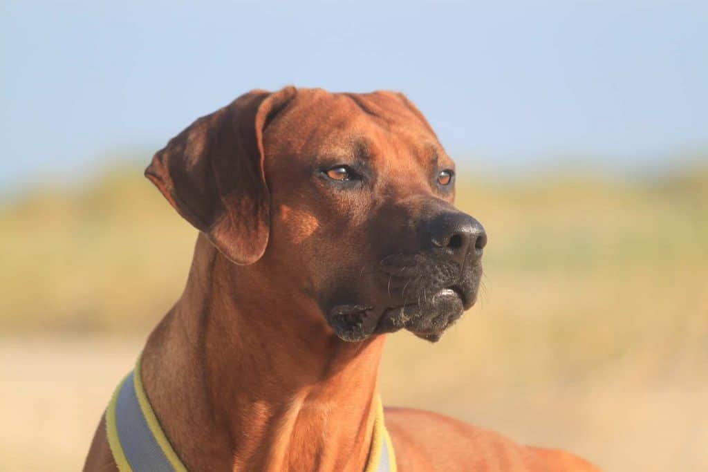 Rhodesian Ridgeback - Alles wat je moet weten over dit hondenras!