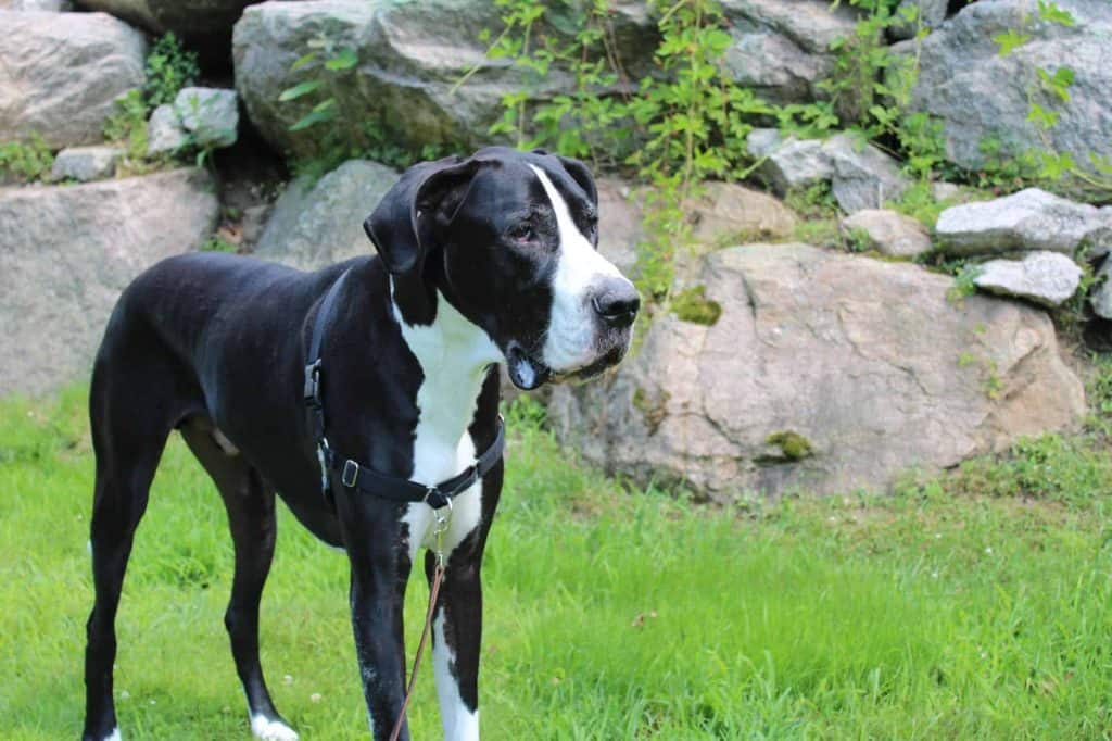 Duitse Dog - Alles wat je moet weten over dit hondenras!