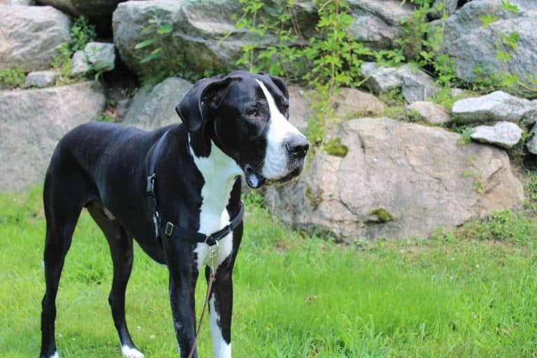 Duitse Dog - Alles wat je moet weten over dit hondenras!