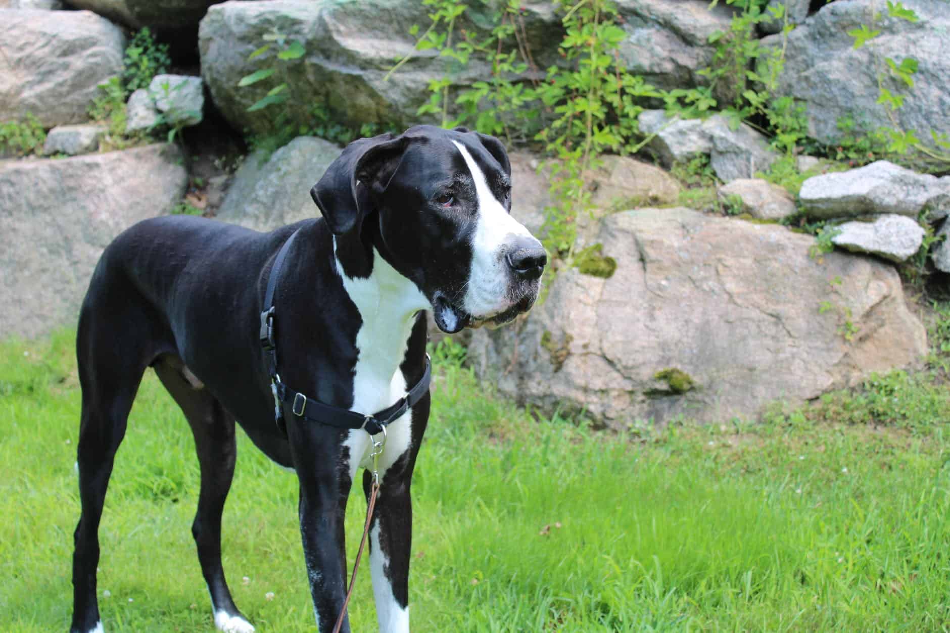 Duitse Dog - Alles wat je moet weten over dit hondenras!