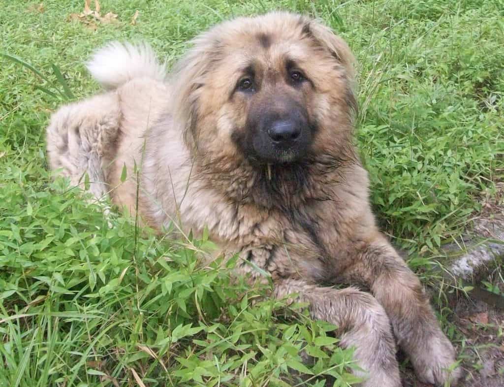 Kaukasische Owcharka - Alles wat je moet weten over dit hondenras!