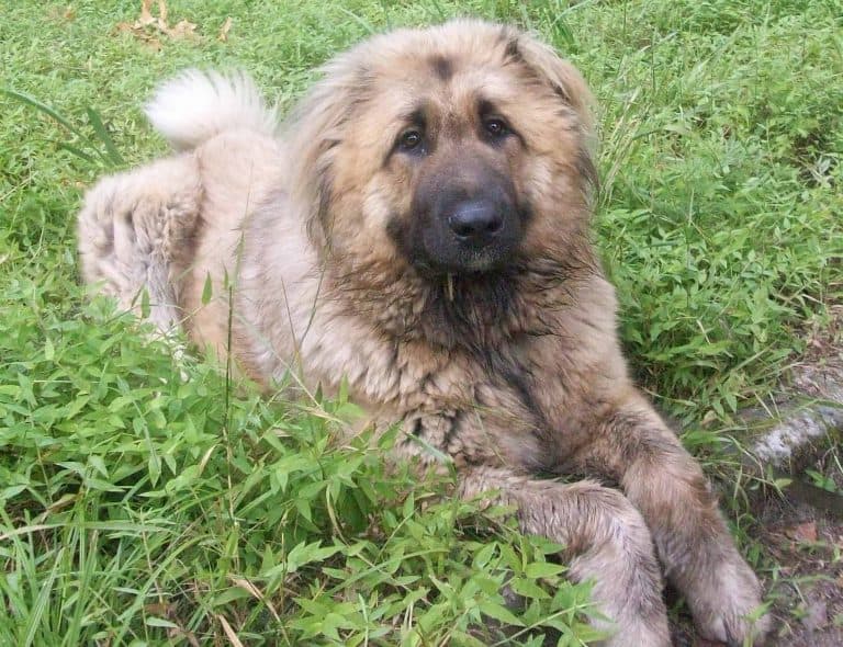 Kaukasische Owcharka - Alles wat je moet weten over dit hondenras!