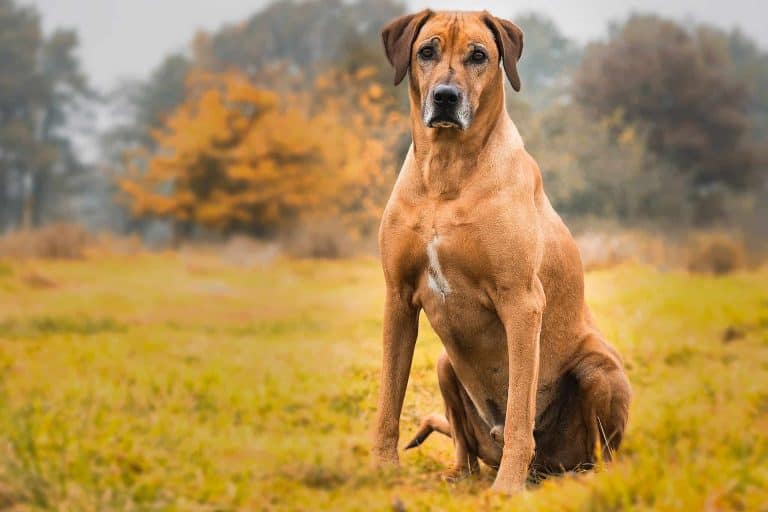 Rhodesian Ridgeback - Alles wat je moet weten over dit hondenras!