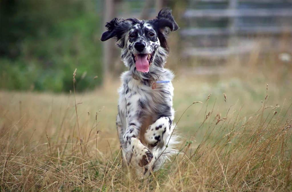 Engelse Setter - Alles wat je moet weten over dit hondenras!