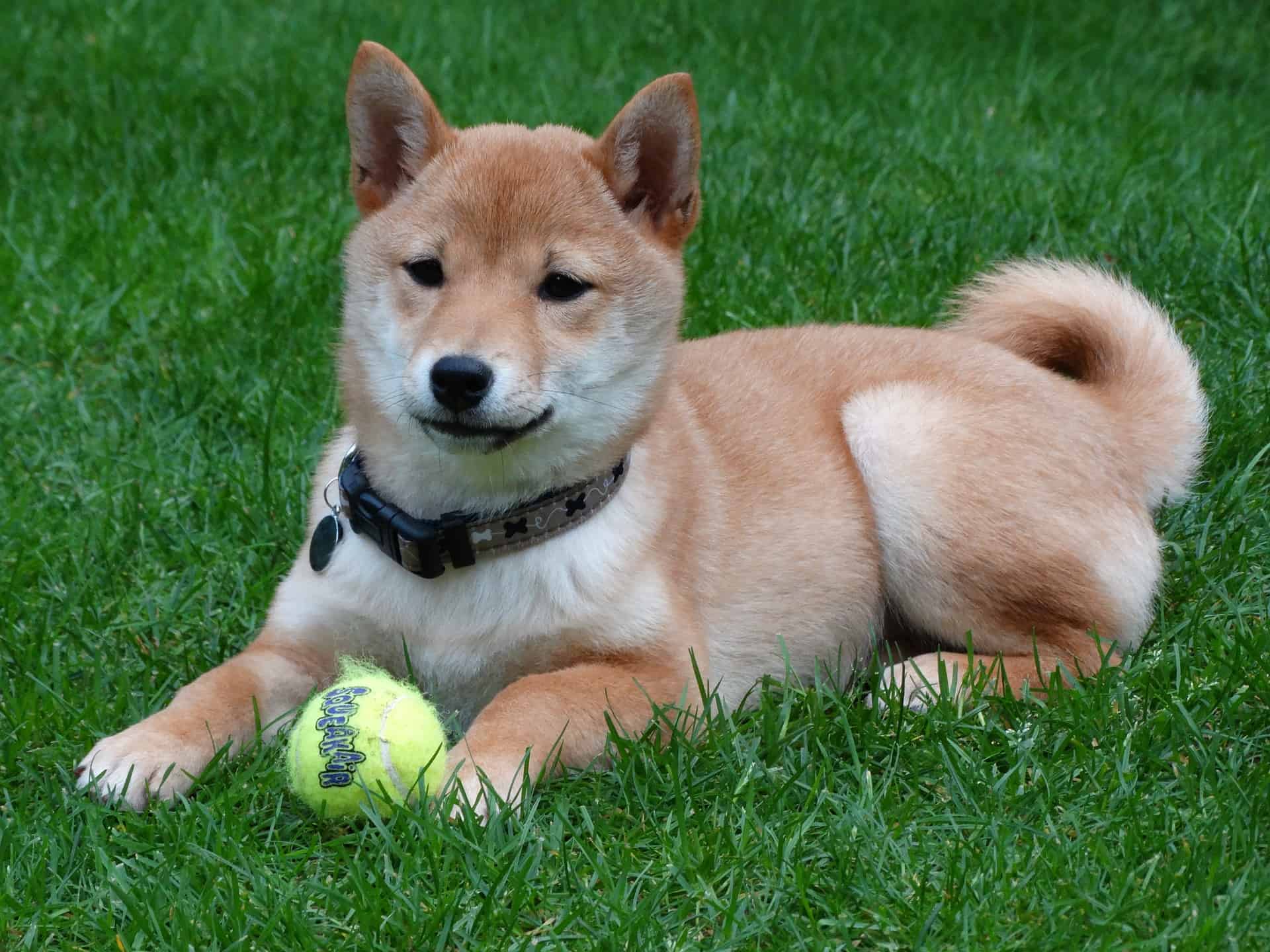 Shiba Inu | Alles over dit hondenras! | HondenPassie