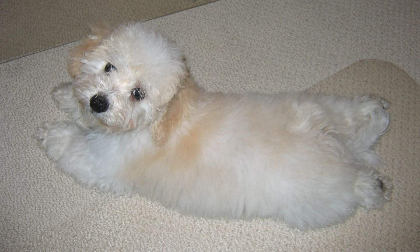 Bolognezer | Alles over dit hondenras | Handig overzicht!