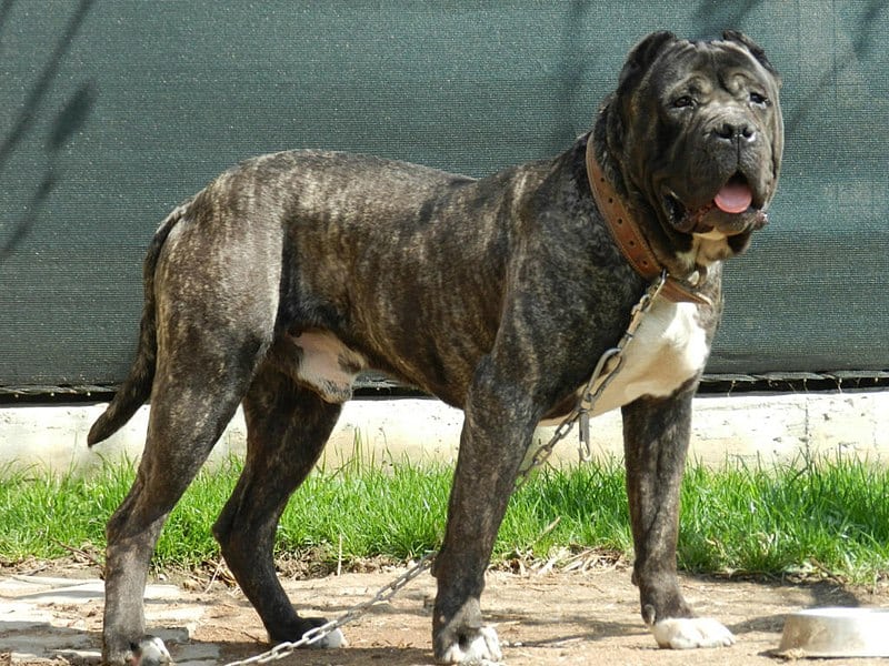 Dogo Canario - Alles wat je moet weten over dit hondenras!