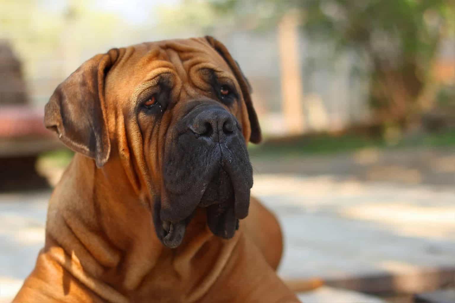 Boerboel | Alles over dit hondenras | Handig overzicht!