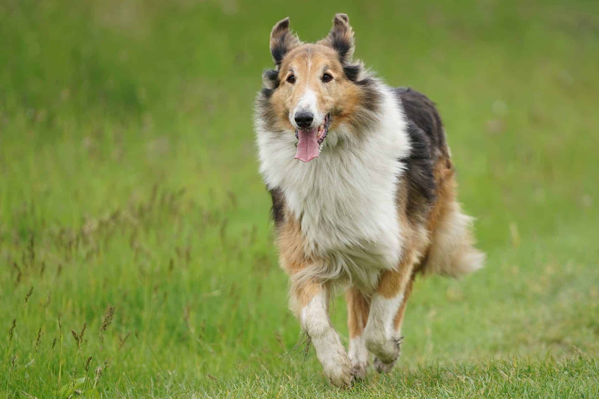 Schotse Herdershond | Alles over dit hondenras! | HondenPassie