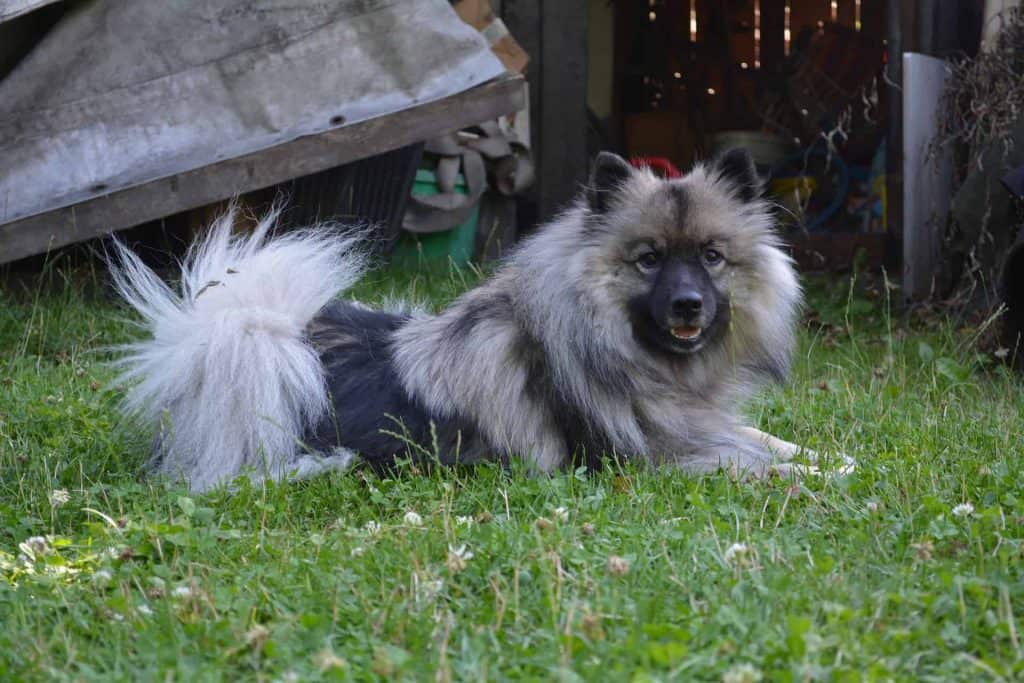 Keeshond - Alles wat je moet weten over dit hondenras!
