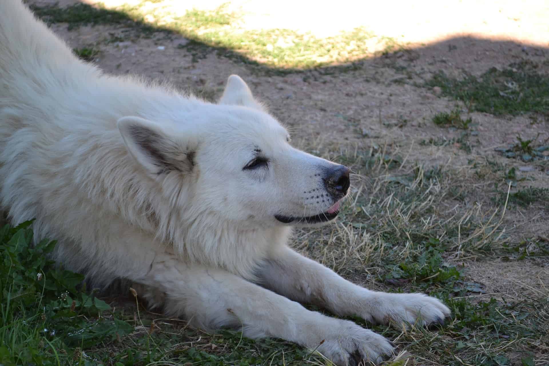 Zwitserse Witte Herder | Alles over dit hondenras | HondenPassie
