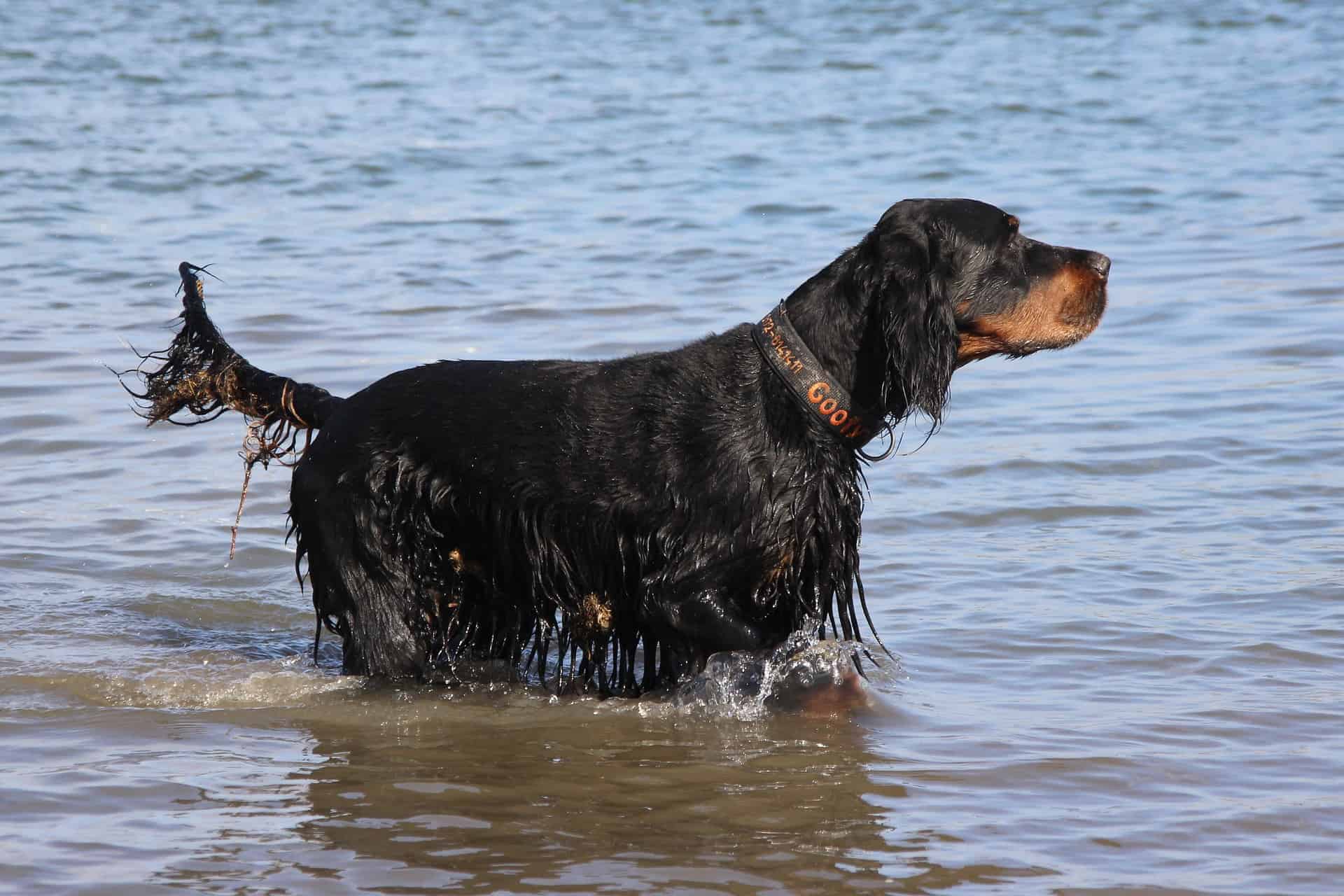 Gordon Setter - Alles wat je moet weten over dit hondenras!
