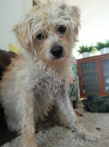 Hollandse Smoushond - Alles wat je moet weten over dit hondenras!