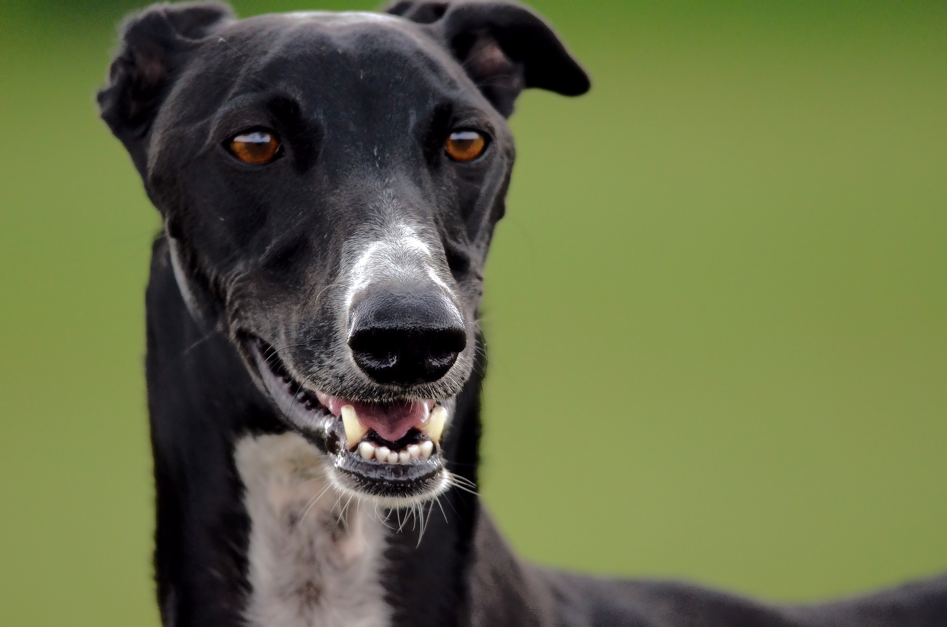 Op zoek naar een zwarte hond? 9x zwarte hondenrassen op een rij