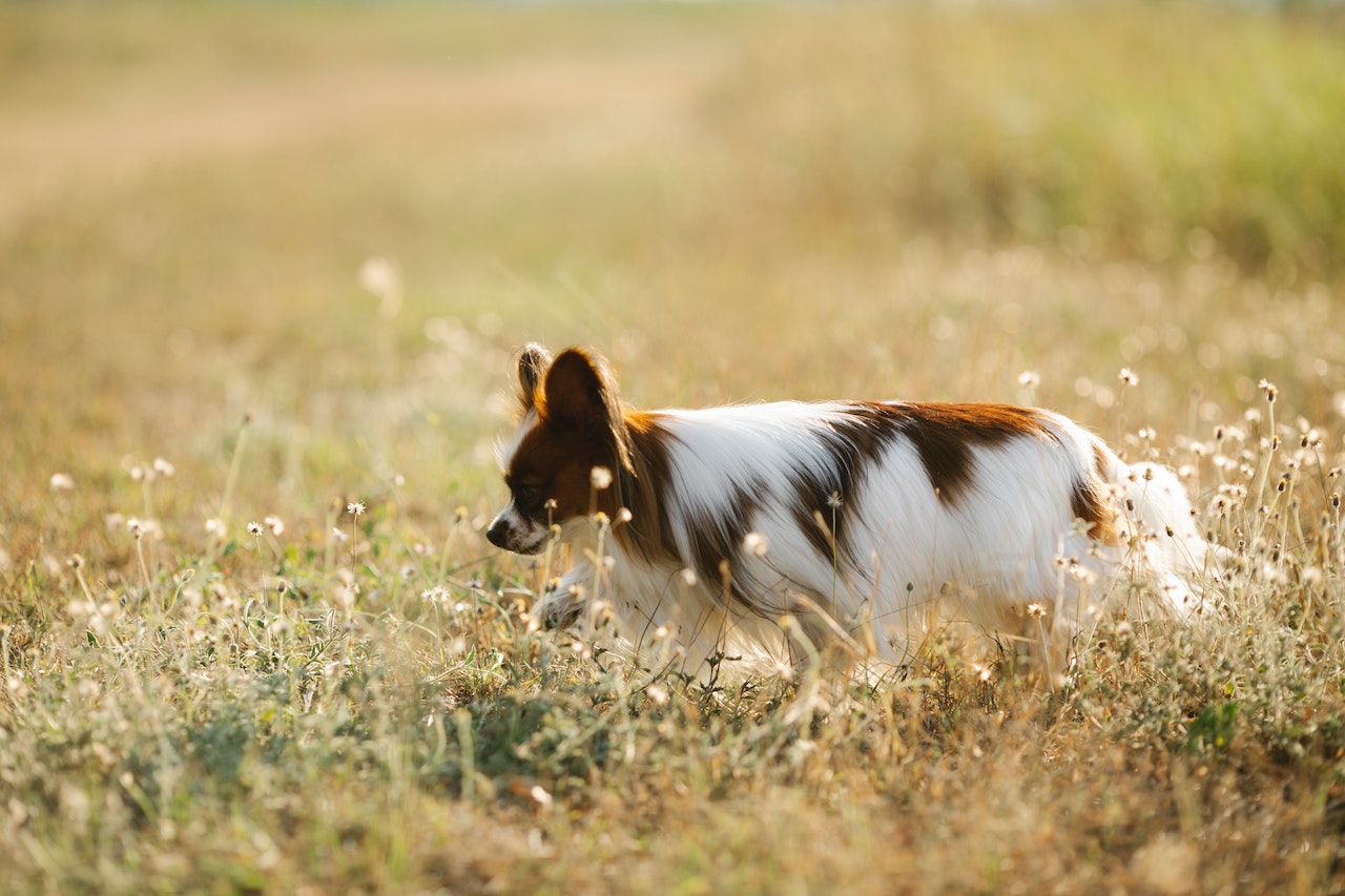 Vlinderhondje: een elegant hondenras