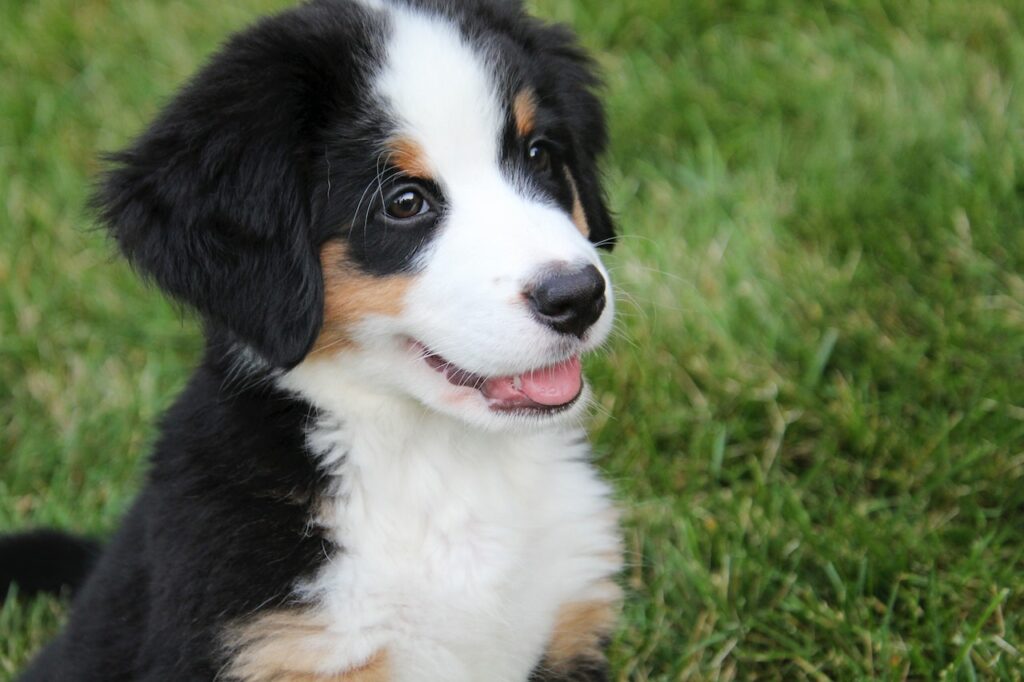 7x populaire Berner Sennenhond kruisingen